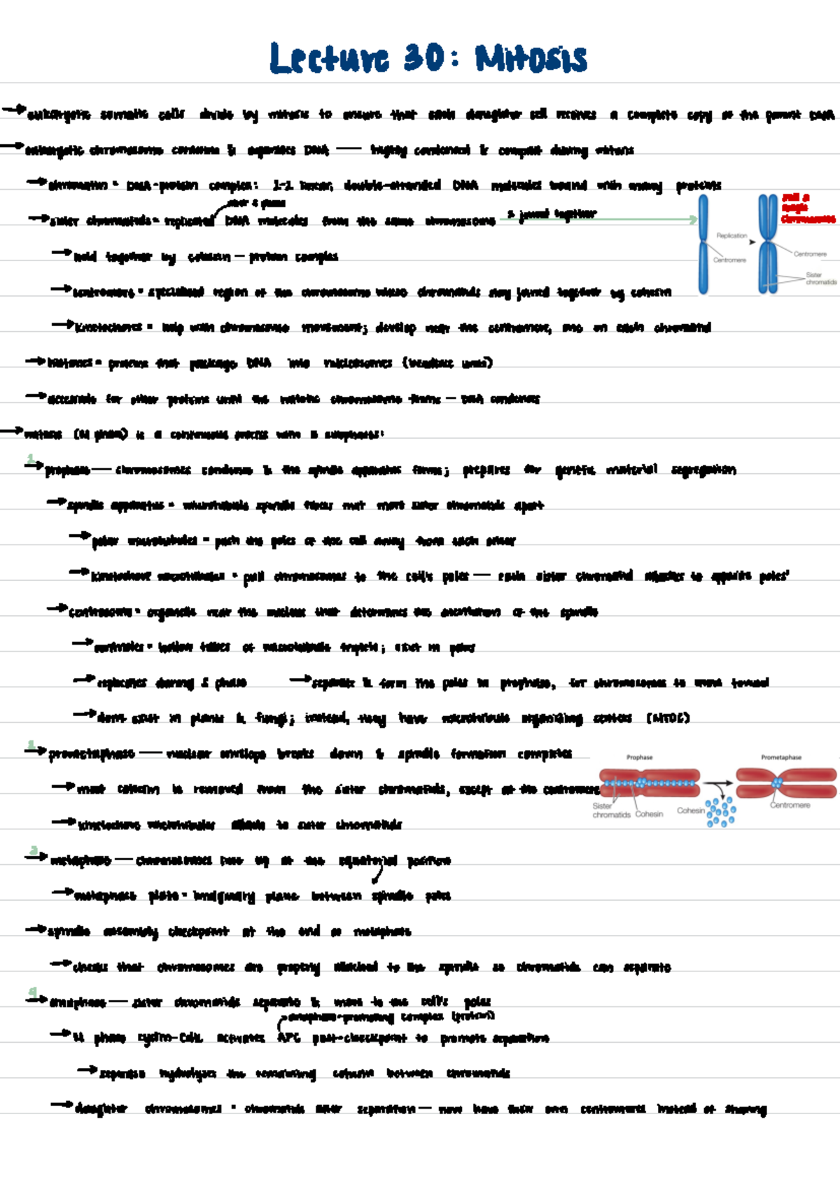 Lecture 30- mitosis - Pitt BIOSC 0150 Laura Zapanta - Lecture 30 ...