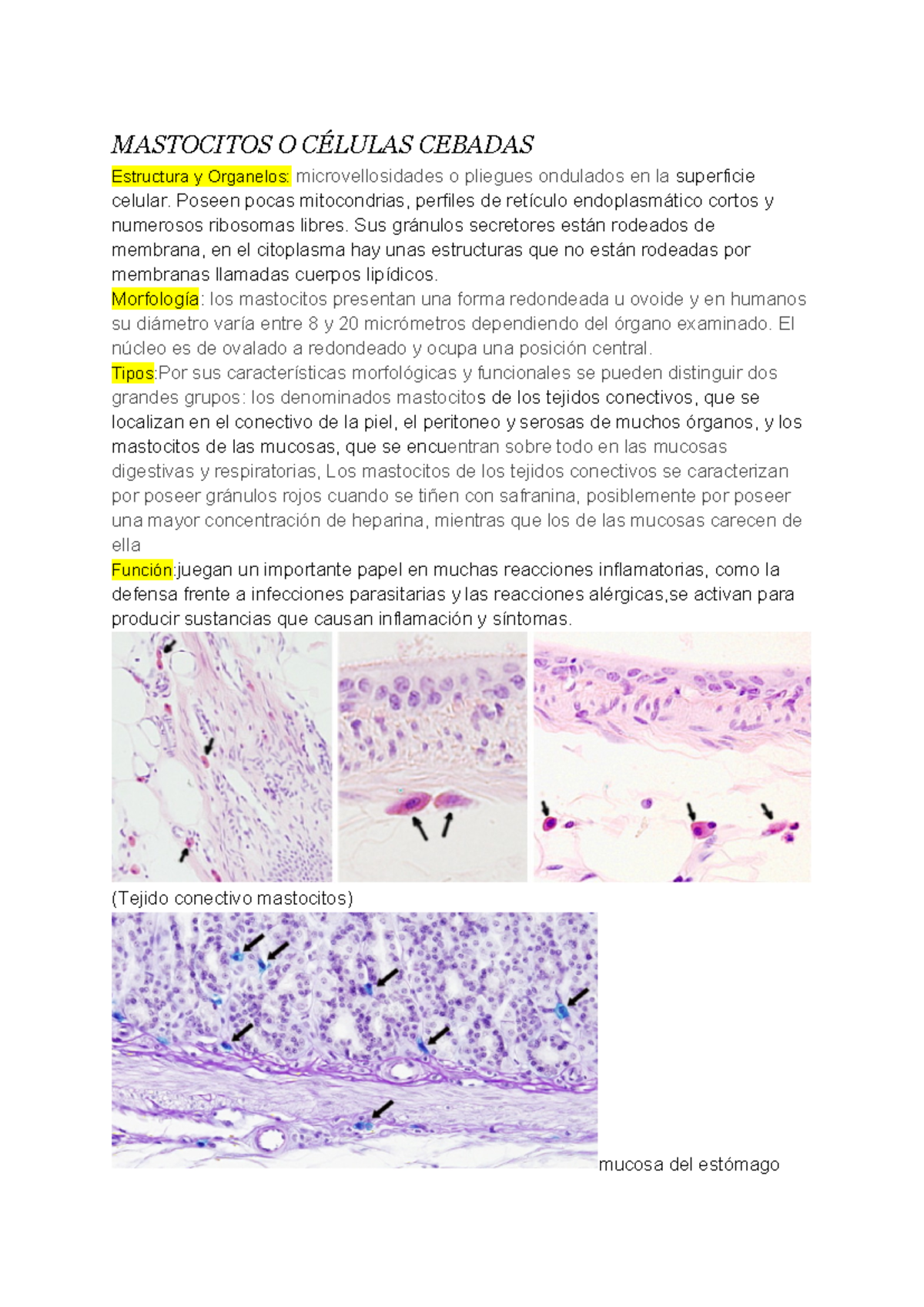 Atlas de histologia - resumen de células - MASTOCITOS O CÉLULAS CEBADAS ...