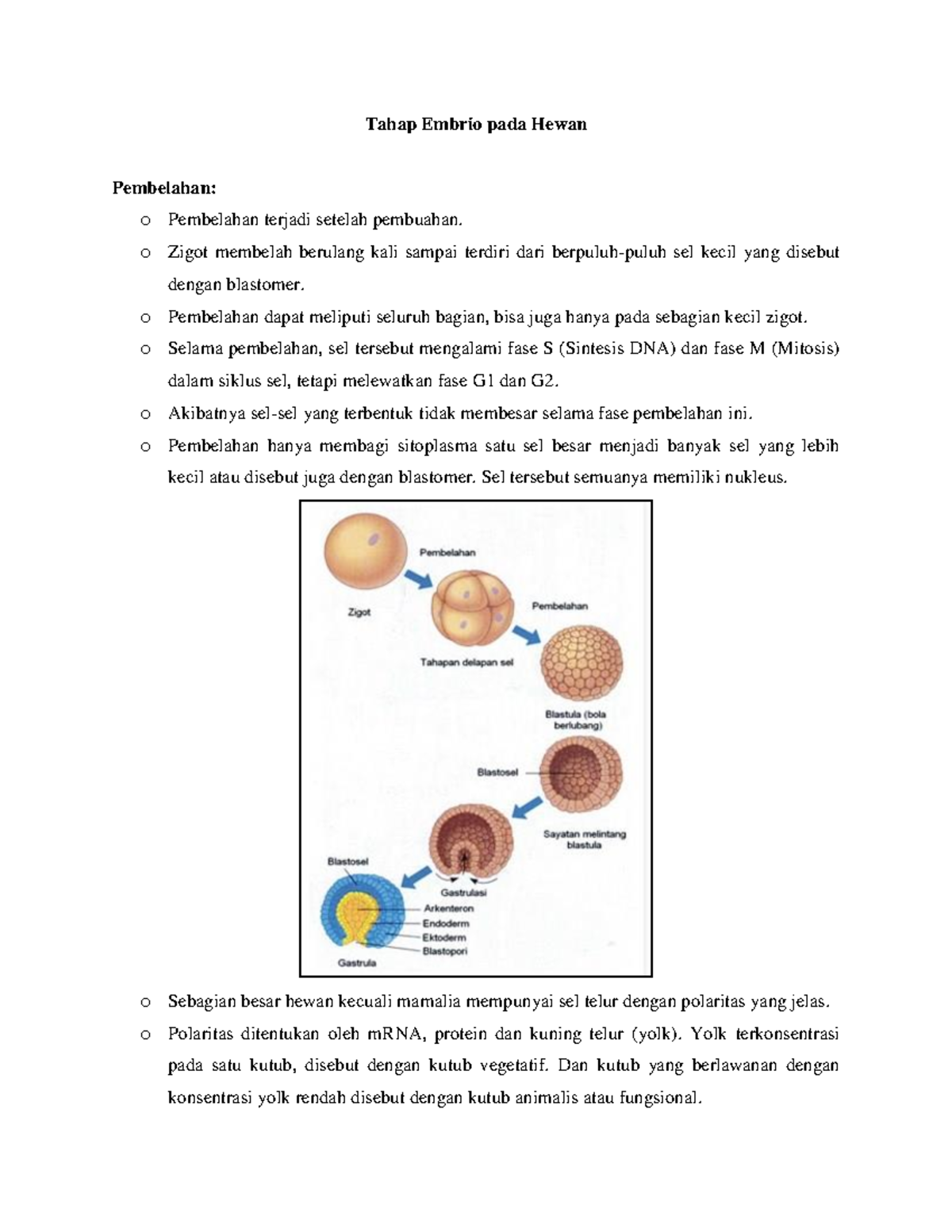 Tahap Embrio pada Hewan - Tahap Embrio pada Hewan Pembelahan: o ...