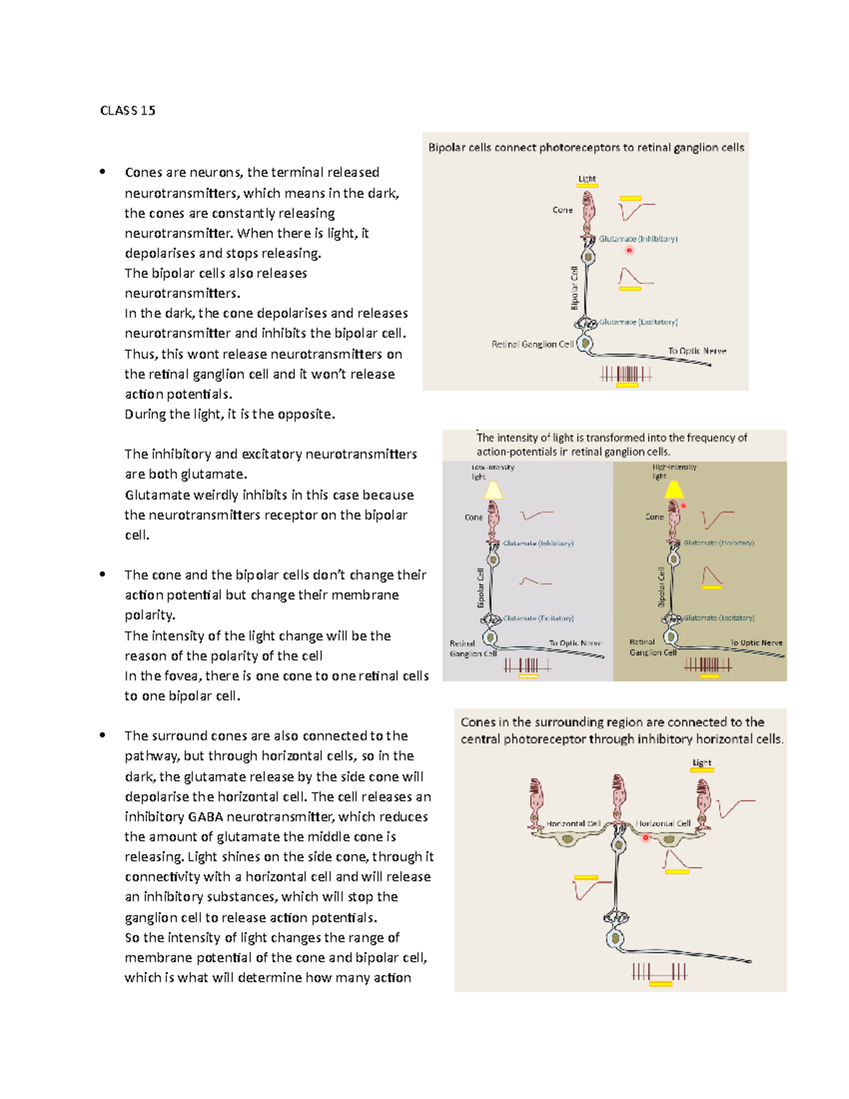 Class 15 - cones and rods - CLASS 15 Cones are neurons, the terminal ...