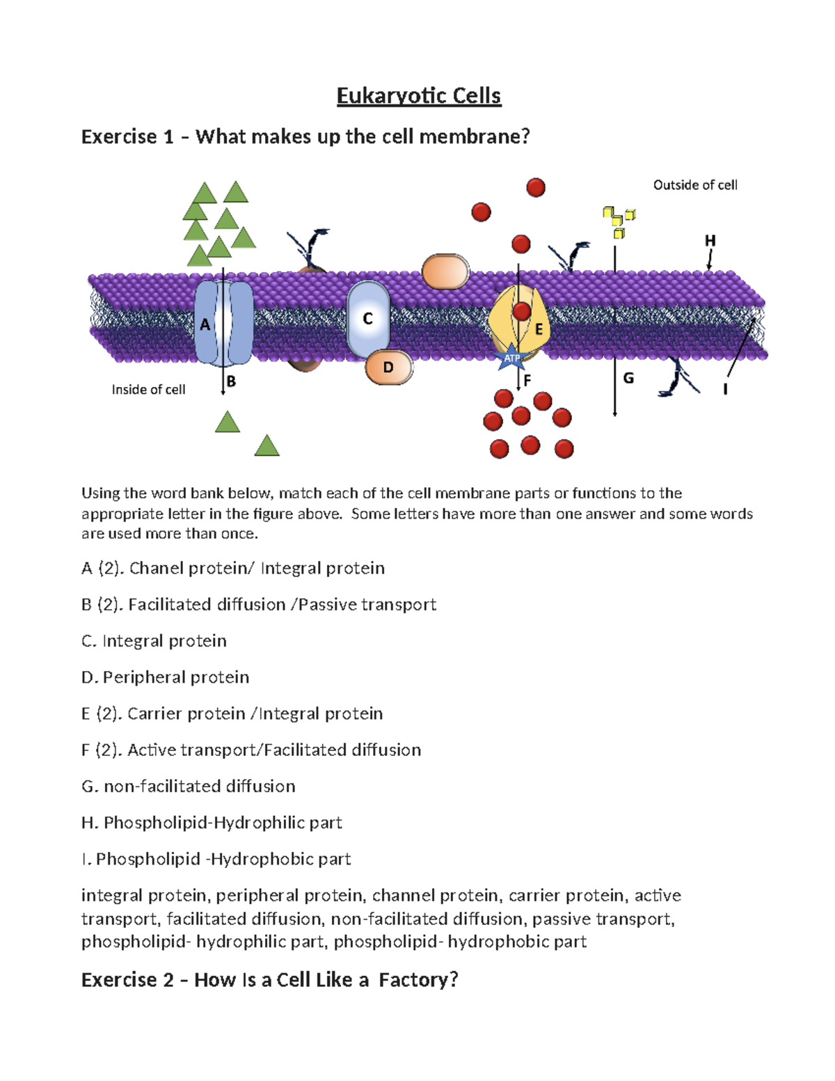 Enzyme activity - Eukaryotic Cells Exercise 1 – What makes up the cell ...