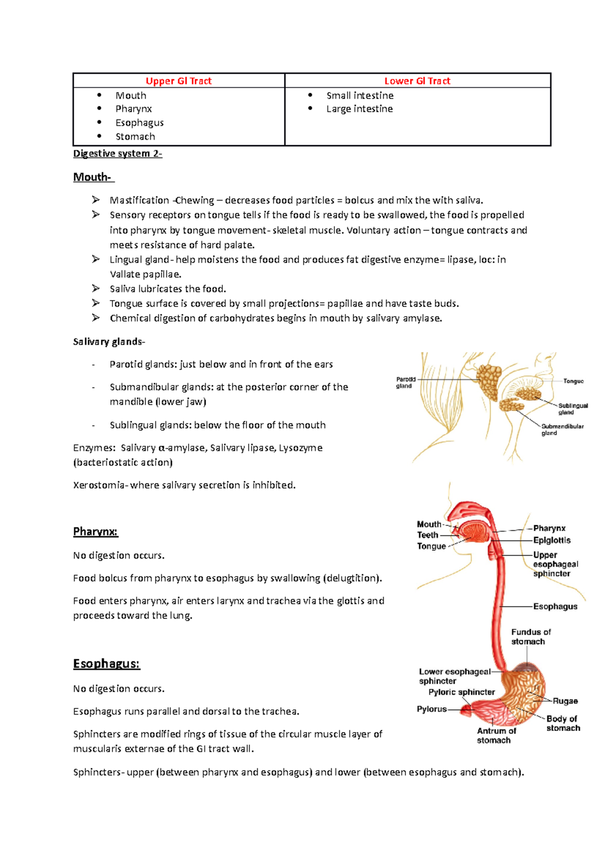 Digestive system 2 - 2nd set of lecture notes - Upper Gl Tract Lower Gl ...