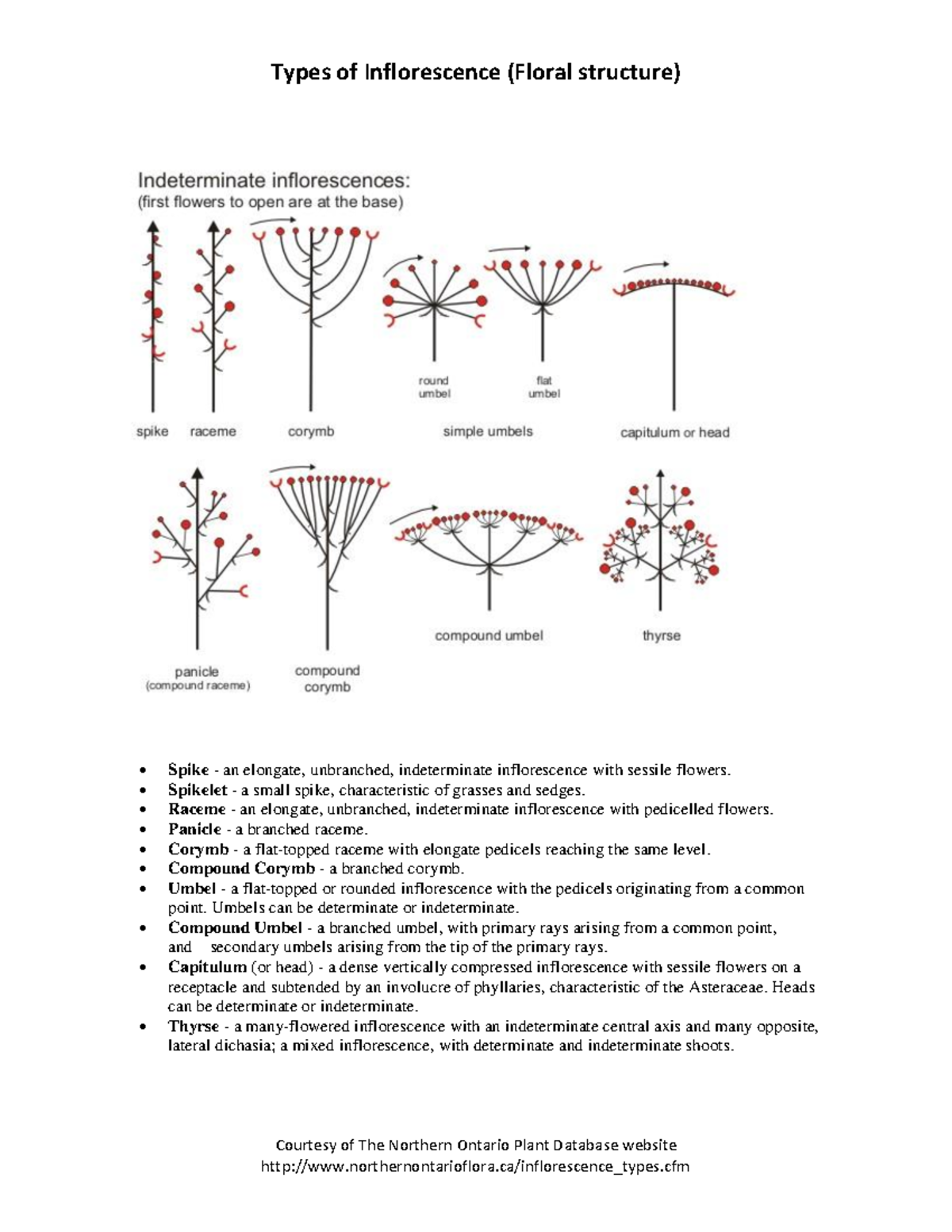Types Of Inflorescence N Ontario Plant Database Types Of