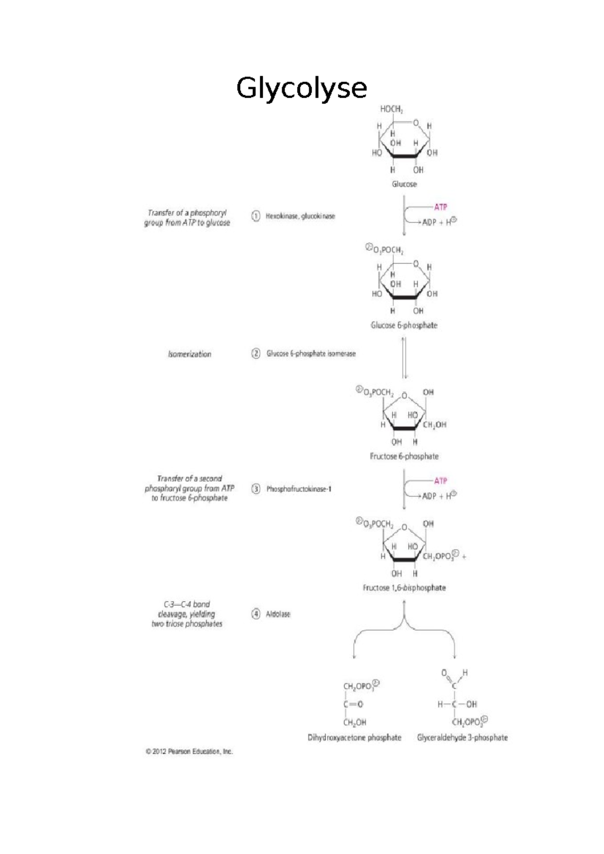 Glycolyse - Biomoleculen II - Studocu
