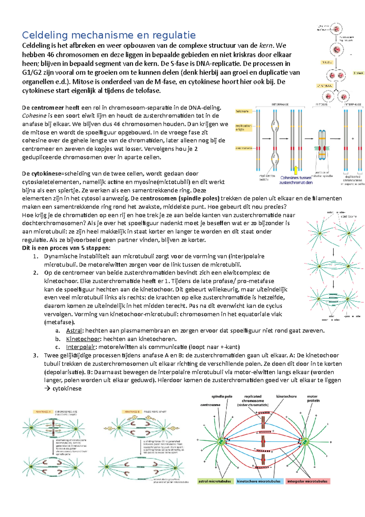 Celbiologie samenvatting - Celdeling mechanisme en regulatie Celdeling ...