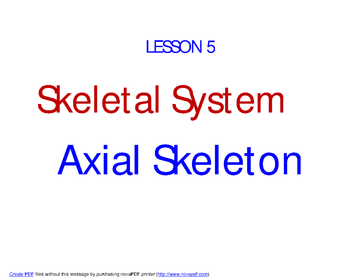 Lesson 5 Skeletal System - LESSON 5 Skeletal System Axial Skeleton ...