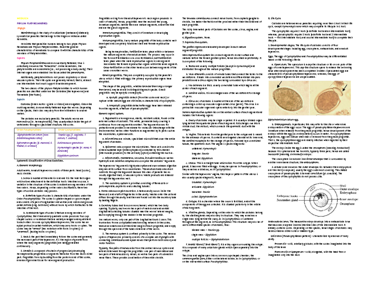 Parasite - Focuses on helminths - MODULE 4 PHYLUM PLATYHELMINTHES ...