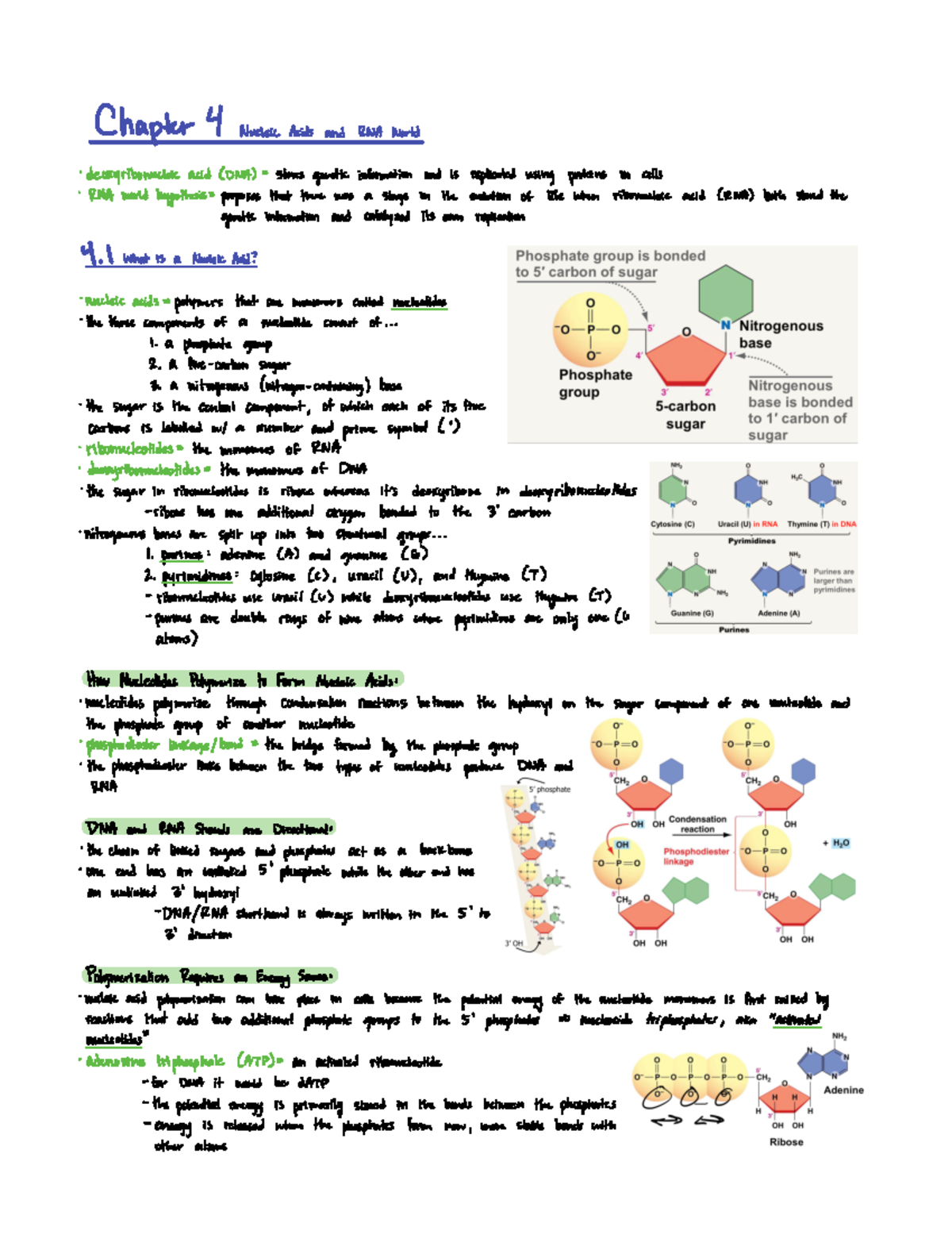 Ch. 4 - Nucleic Acids and RNA World - Chapter 4 NucleicAcidsand RNAWorld eoxyribonucleicacid DNA ...