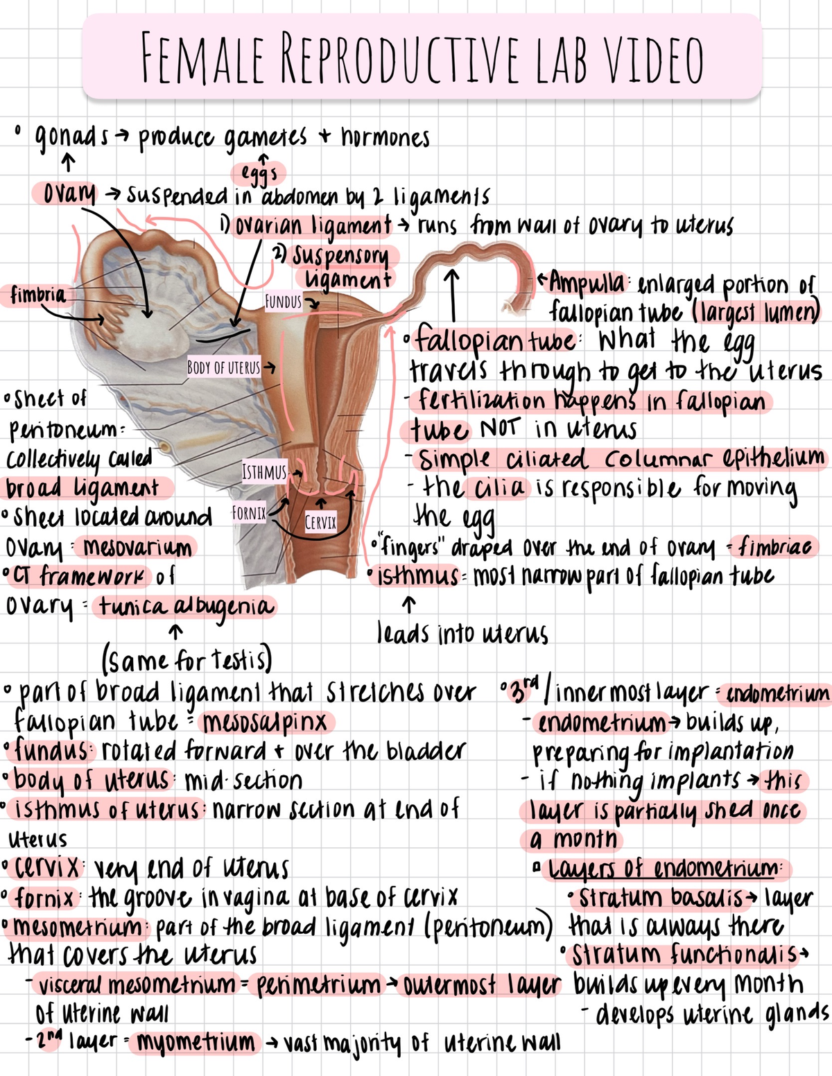 Female Reproductive-1 - BIOL 2213K - Studocu