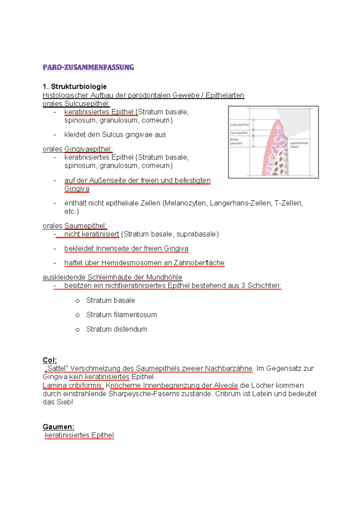 Paro-Zusammenfassung - Strukturbiologie Histologischer Aufbau der ...
