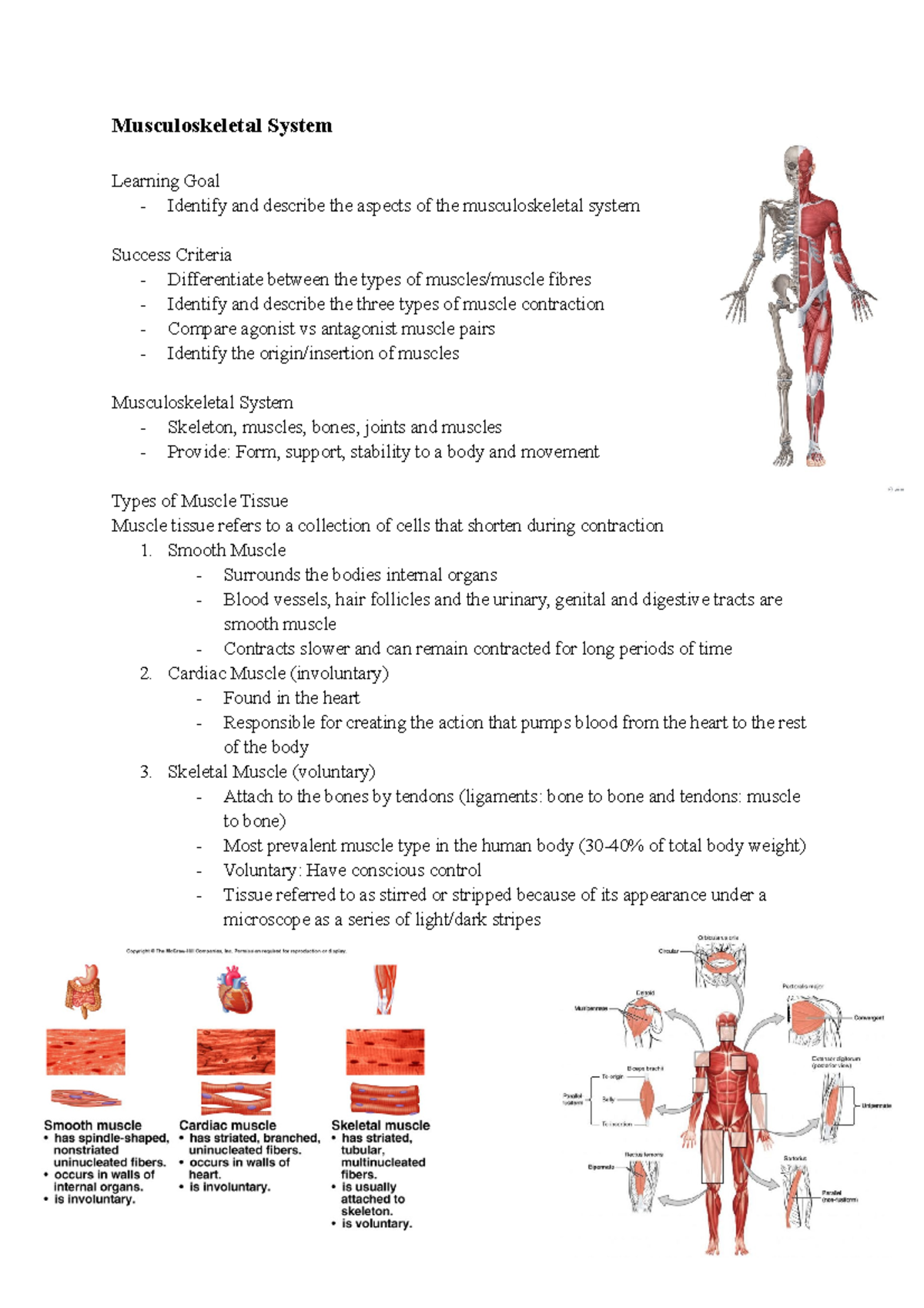 Musculoskeletal System - Musculoskeletal System Learning Goal ...