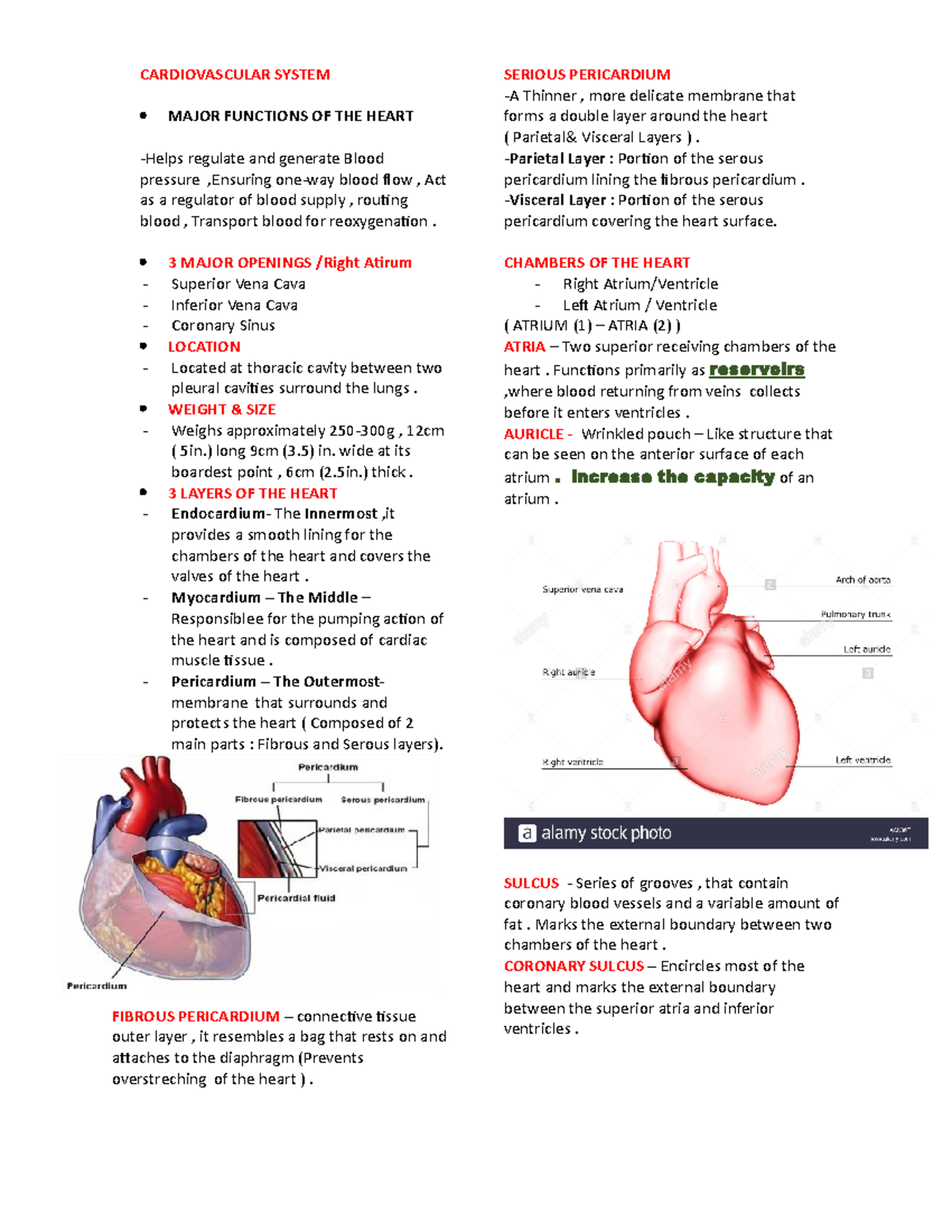 Cardiovascular System anatomy - CARDIOVASCULAR SYSTEM MAJOR FUNCTIONS ...