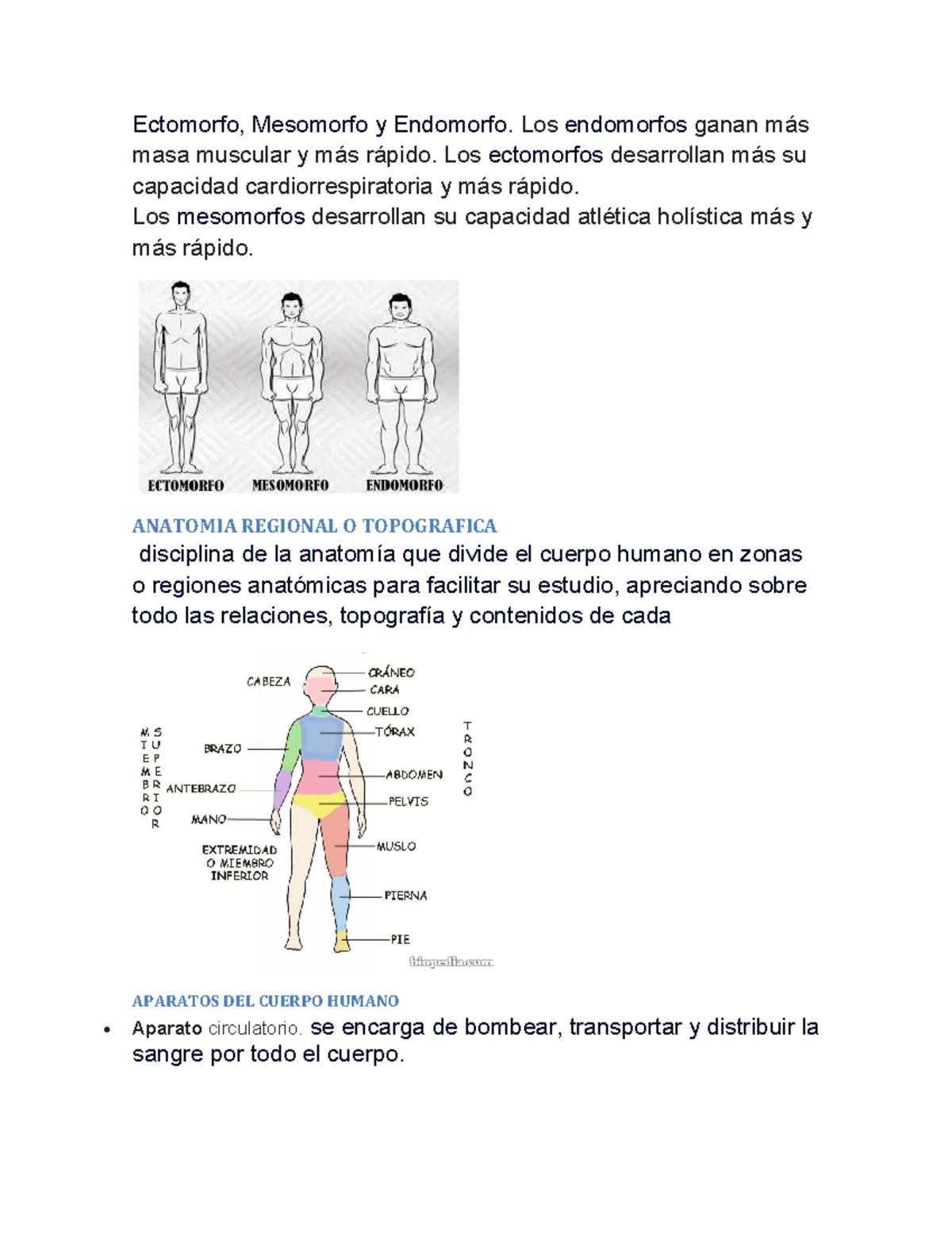 Anatomia - información clara concreta y completa - Ectomorfo, Mesomorfo ...