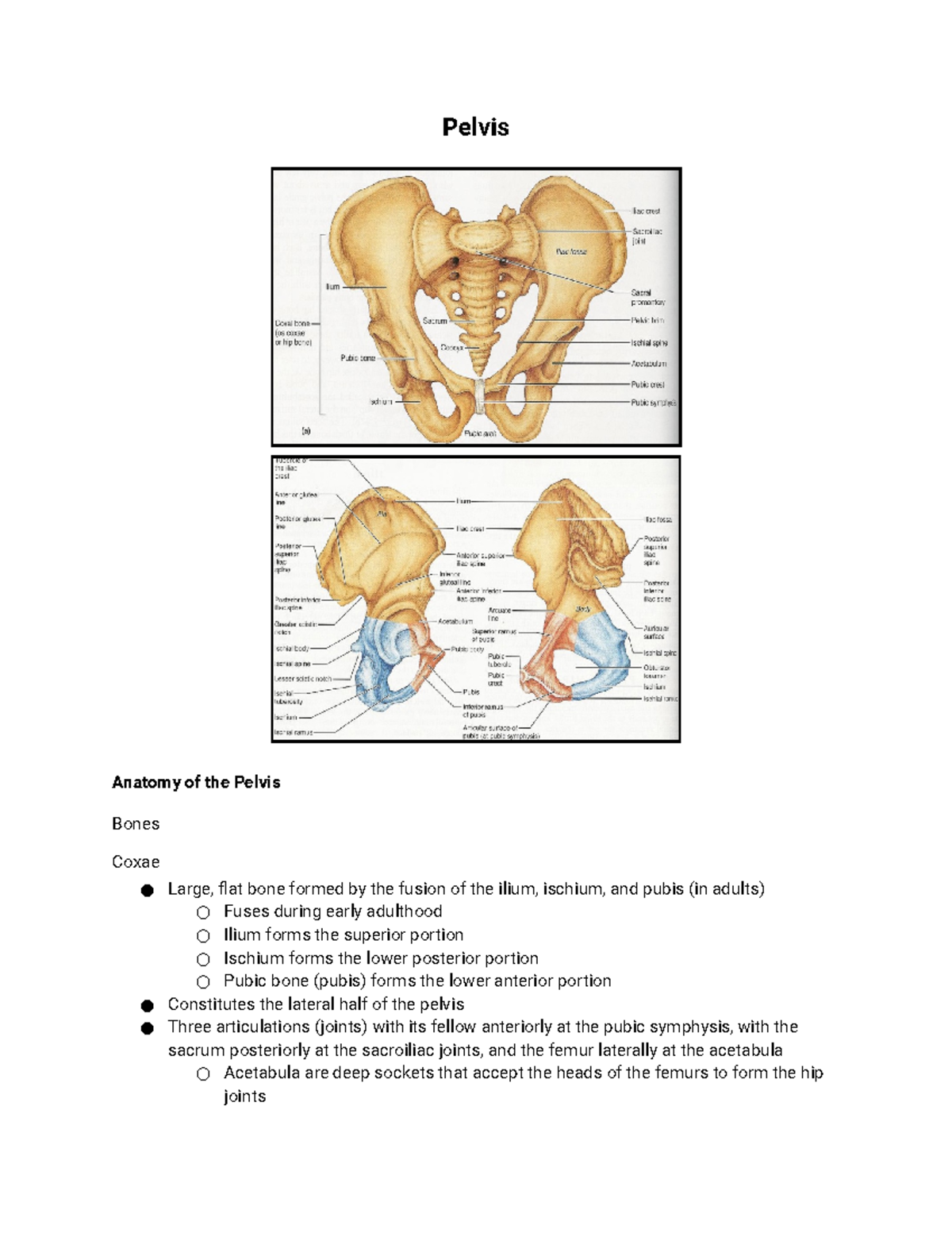 Clinical Anatomy Pelvis - PA school - Pelvis Anatomy of the Pelvis ...
