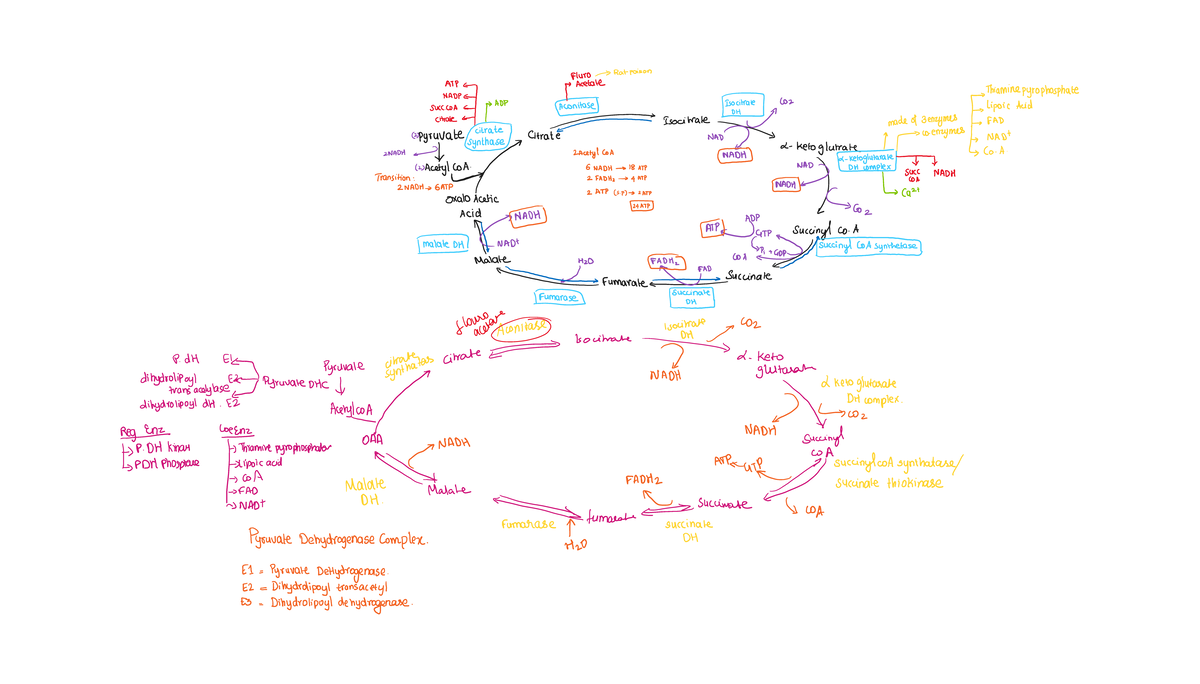 Kreb's cycle - Doctor of medicine - Studocu