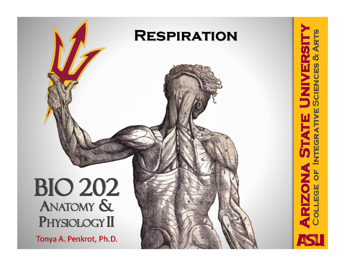 Bio202 Respiration - A RIZONA S TATE U NIVERSITY College of Integrative ...