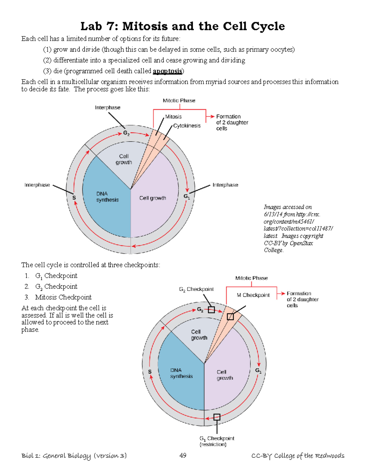 Lab 7 - Mitosis and Cell Cycle Cellular Reproductions Pre lab - Lab 7 ...