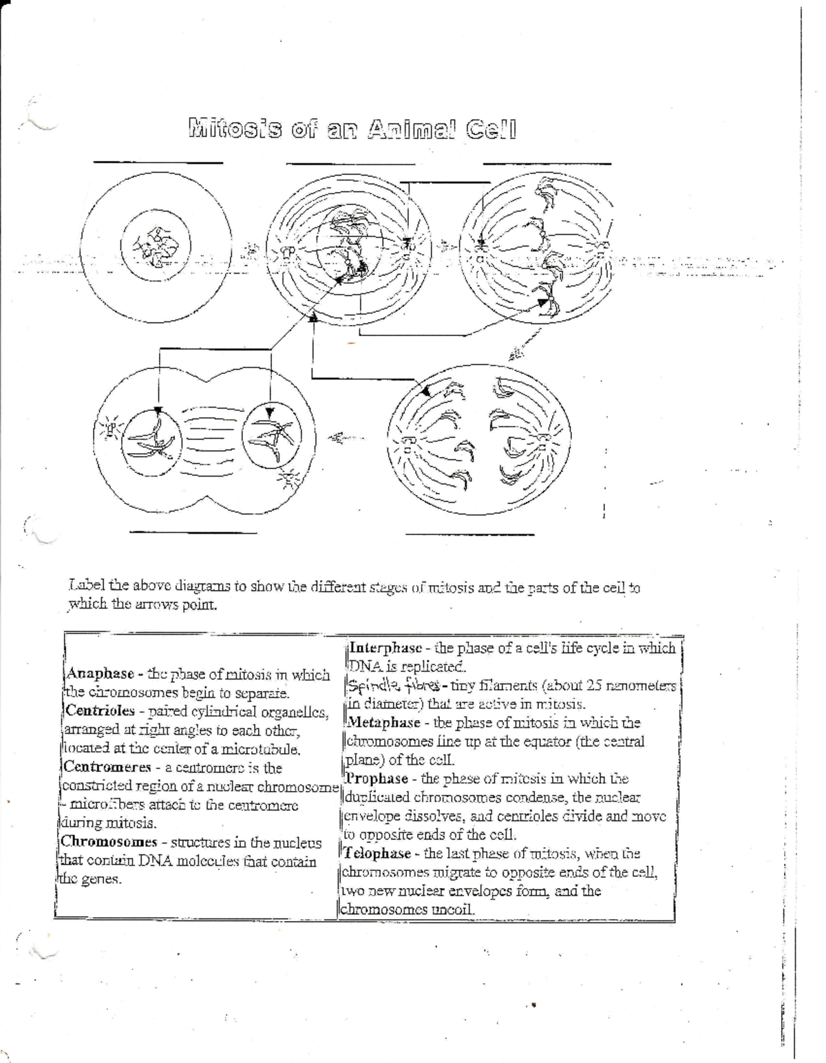Mitosis: Grade 10 Biology - ffilfltogflE of em Amfimefl Ge[[ -ffi.