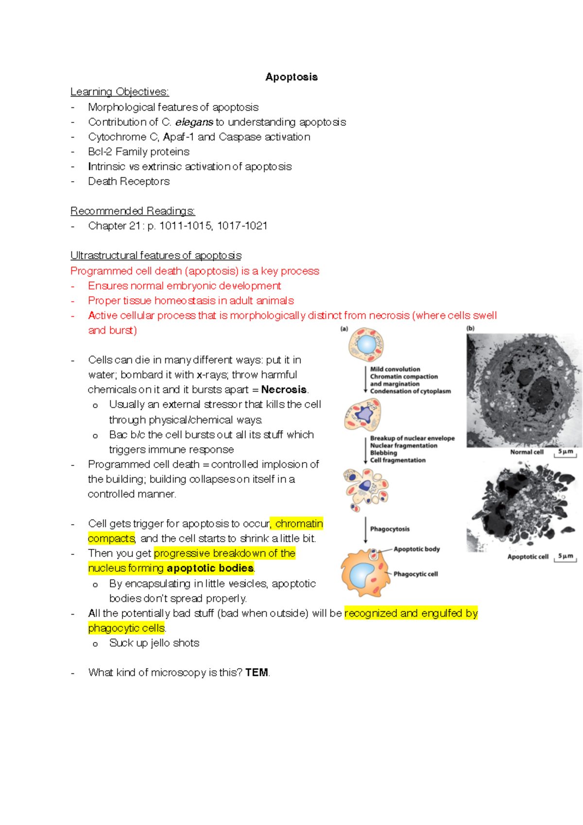 Cummings Lecture 12 Apoptosis - Apoptosis Learning Objectives ...
