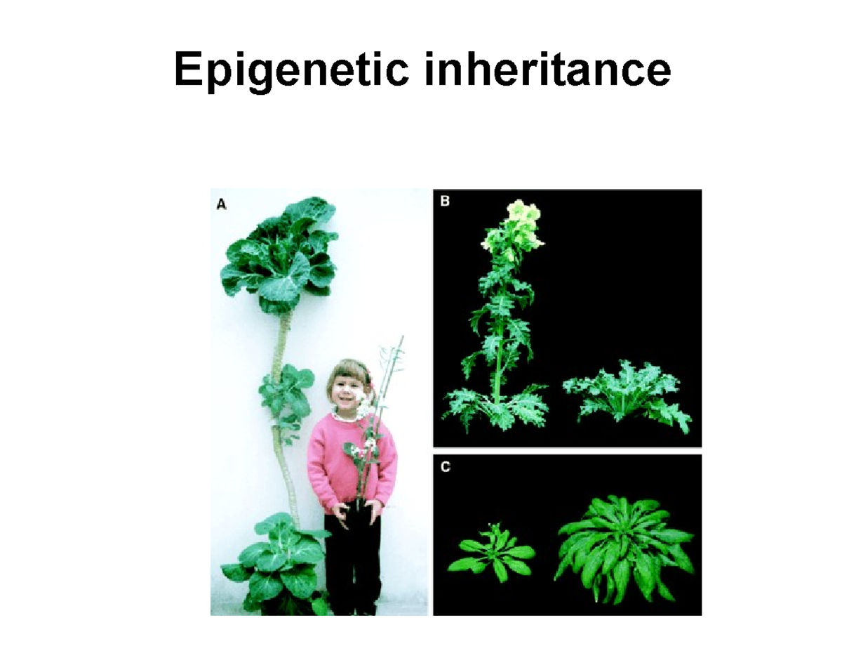 BL2001 Lecture 17-Epigenetic inheritance - Epigenetic inheritance ...