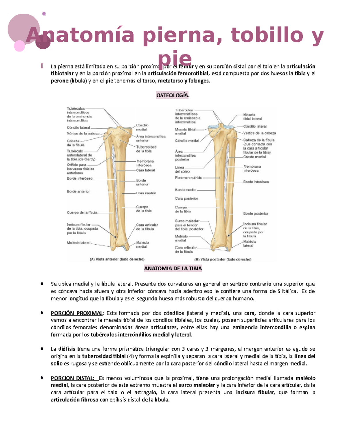 C4 Y C5 AnatomíA Pierna, Tobillo Y PIE - La pierna está limitada en su ...