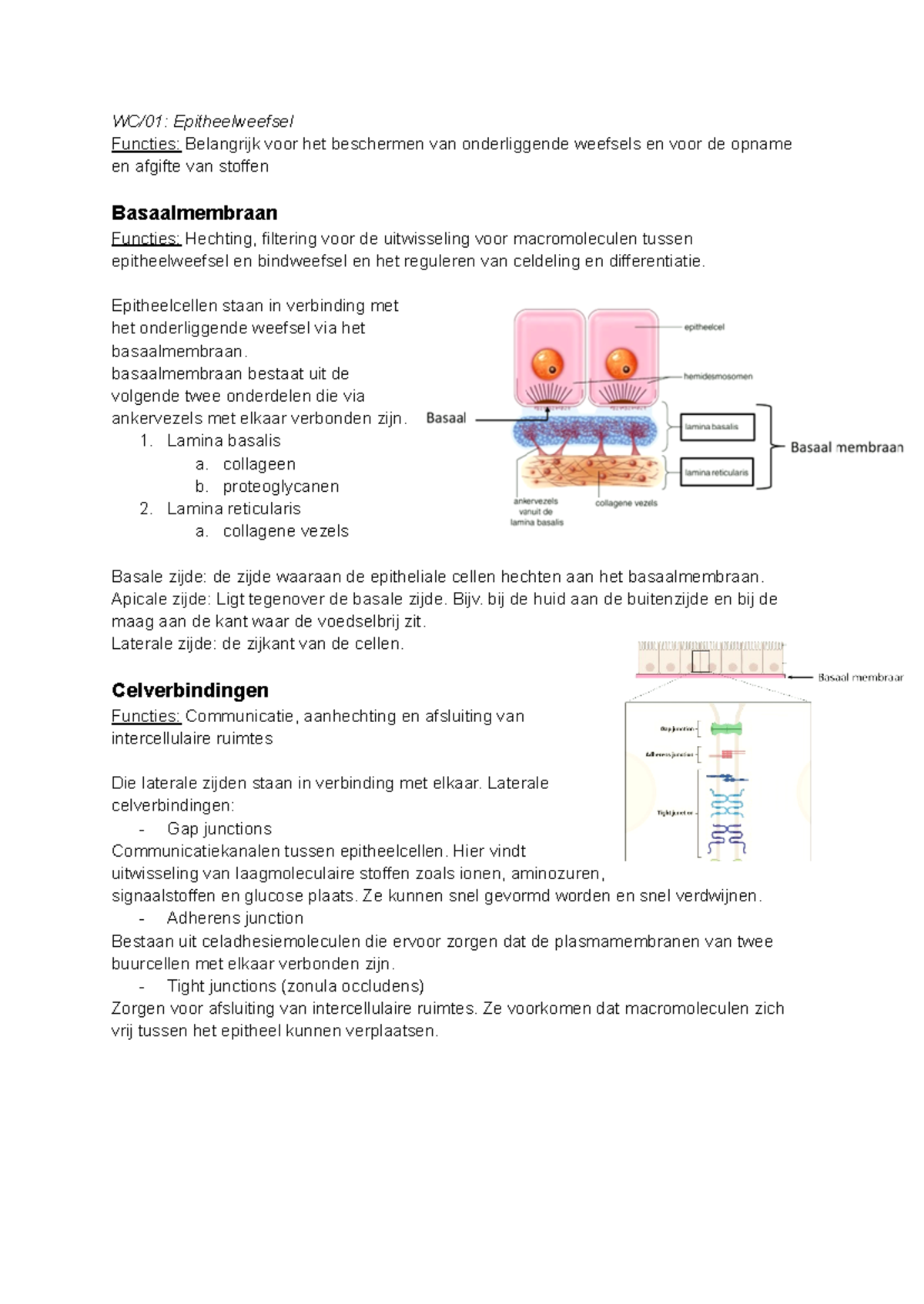 BLT samenvatting - WC/01: Epitheelweefsel Functies: Belangrijk voor het ...