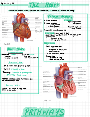 Small intestines - Biology211 - Studocu