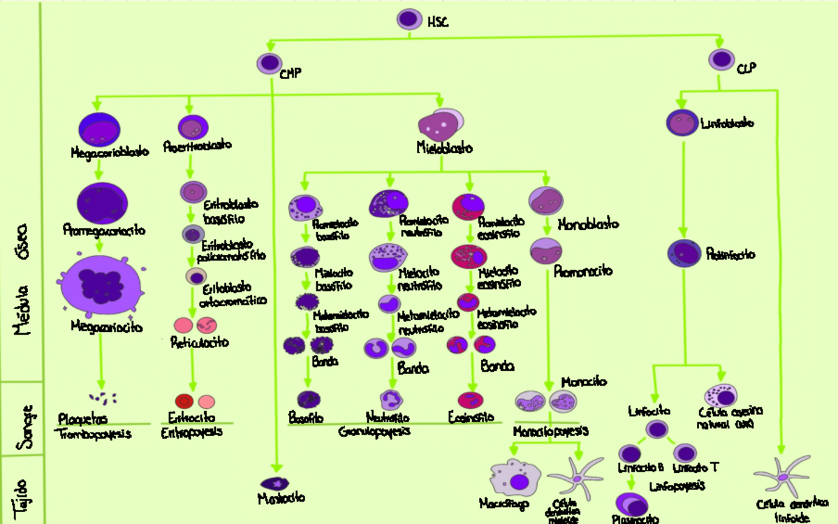 Hematología I - Resúmenes - HSC CMP CLP Linfoblasto Megacarioblasto Proeritroblasto Mieloblasto ...