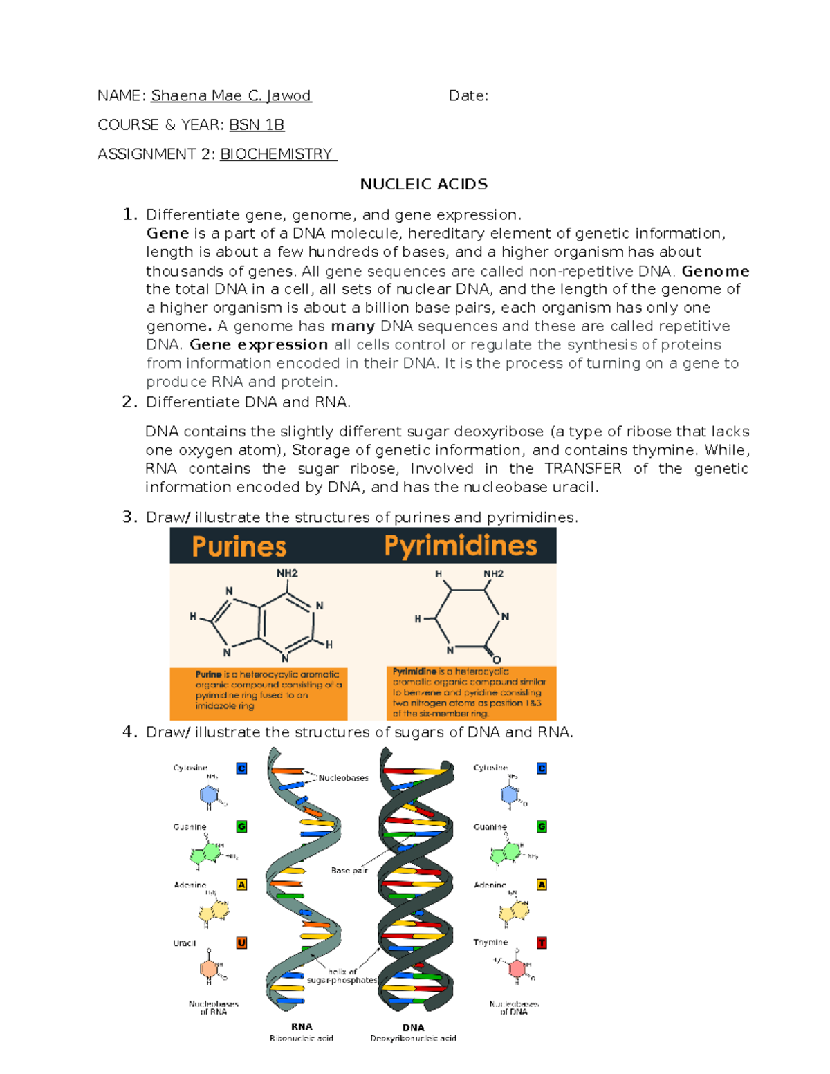 Assignment 2 Nucleic Acid - NAME: Shaena Mae C. Jawod Date: COURSE ...