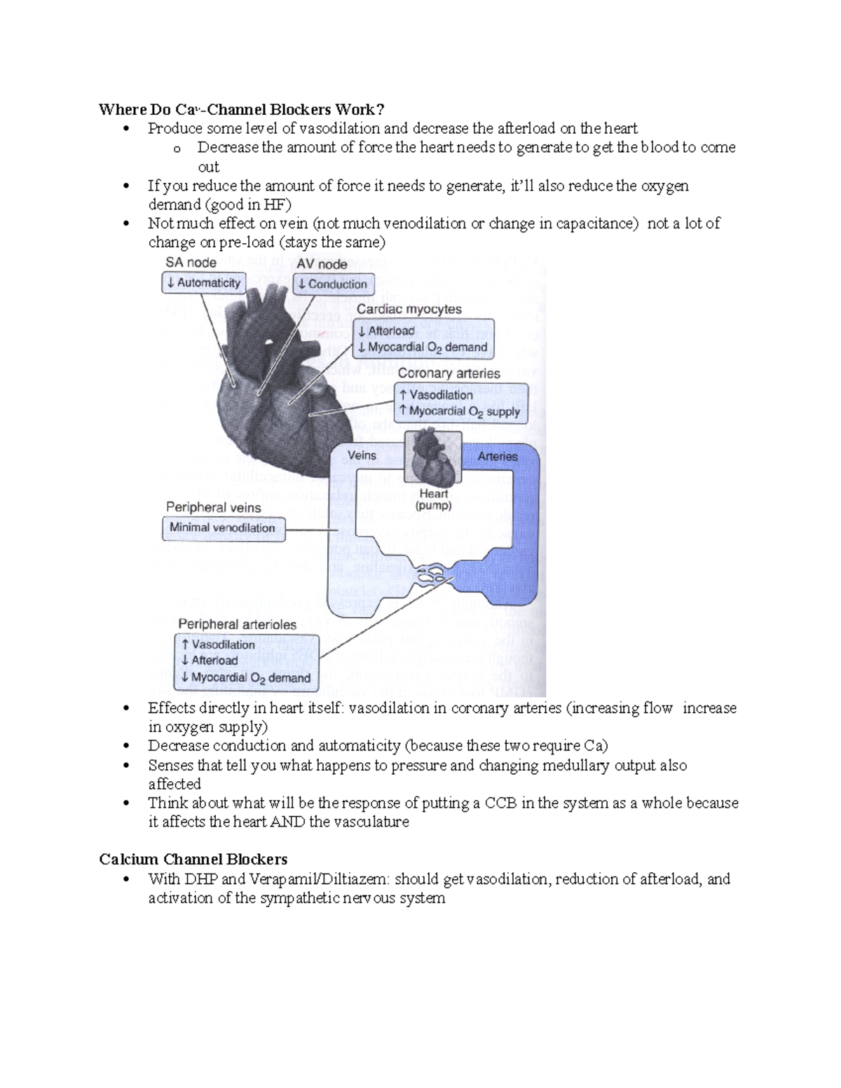 Cardio Exam 1 Part 18 - Where Do Ca2+-Channel Blockers Work? Produce ...