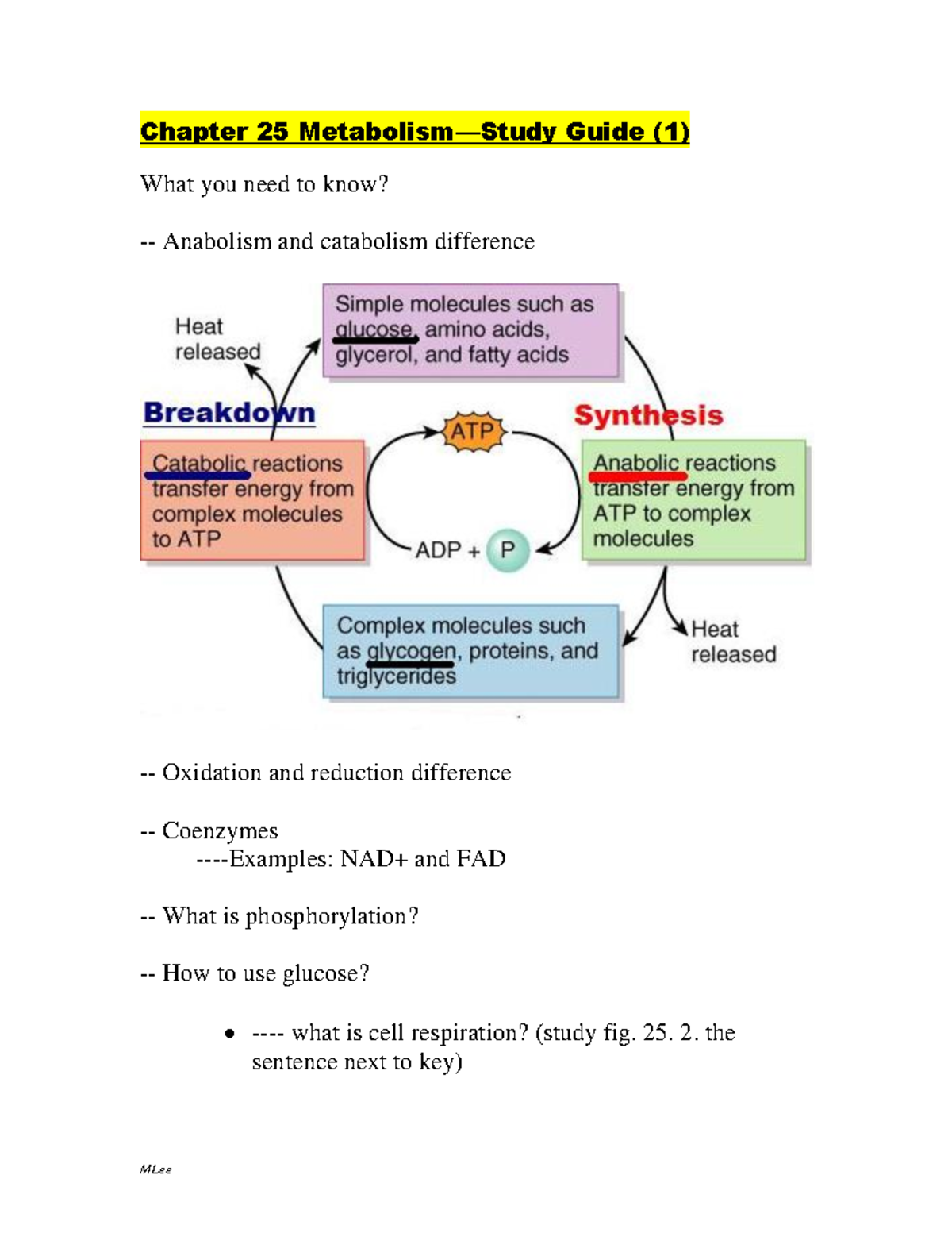 Chap 25 study guide - Chapter 25 Metabolism—Study Guide (1) What you ...