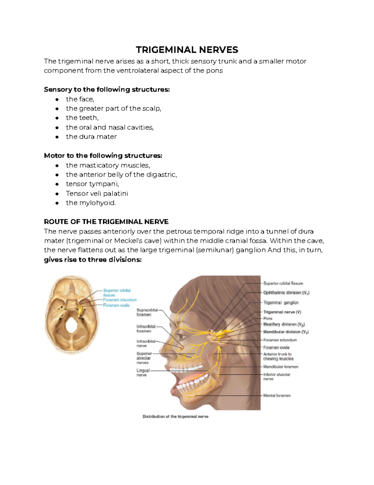Trigeminal Nerves - Lecture notes 1 - TRIGEMINAL NERVES The trigeminal ...