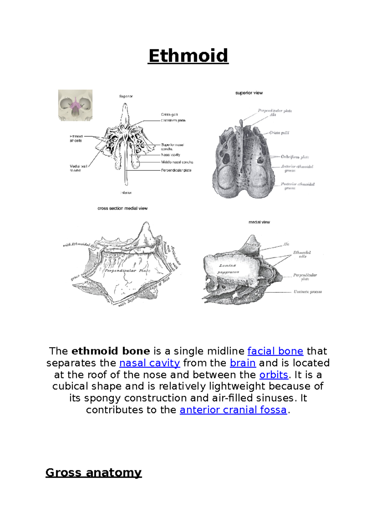 Cranial Bones - Ethmoid Bone - Ethmoid The ethmoid bone is a single ...