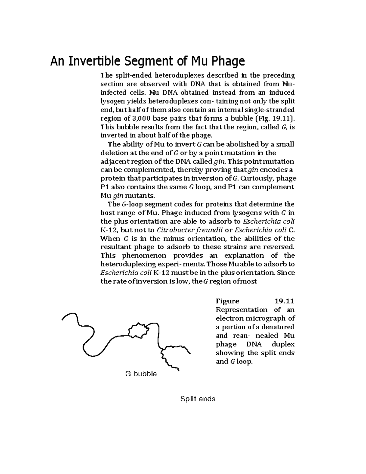 An Invertible Segment of Mu Phage - Mu DNA obtained instead from an ...