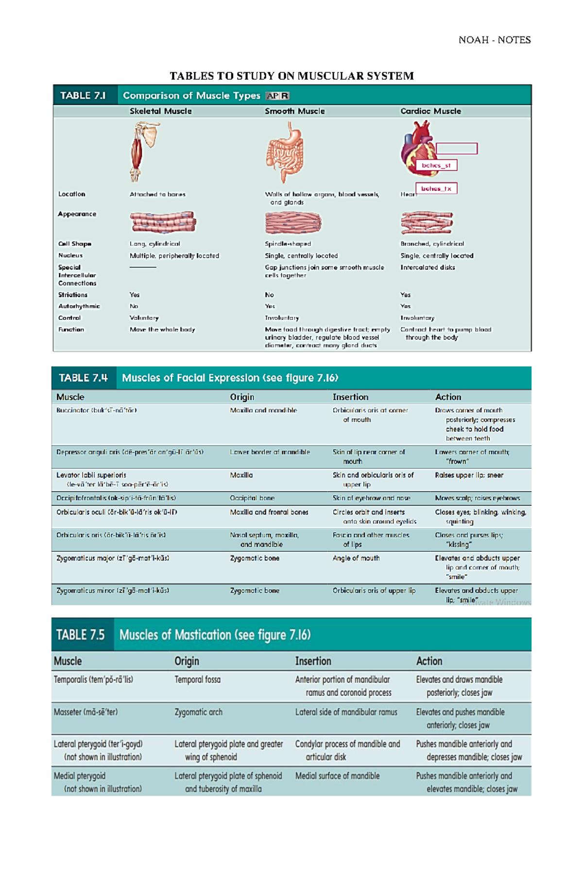 Muscular- System- Tables - Anatomy and Physiology 1 - NOAH - NOTES ...