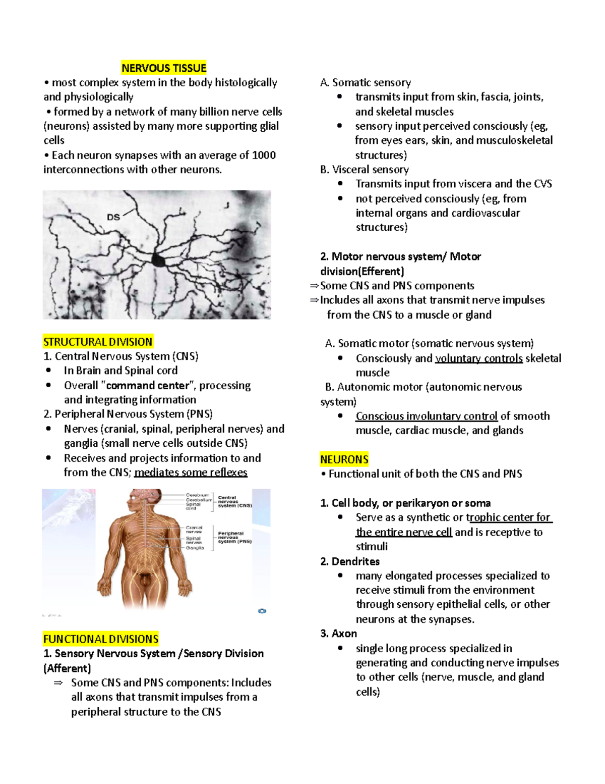 Nervous Tissue notes for review - NERVOUS TISSUE most complex system in ...