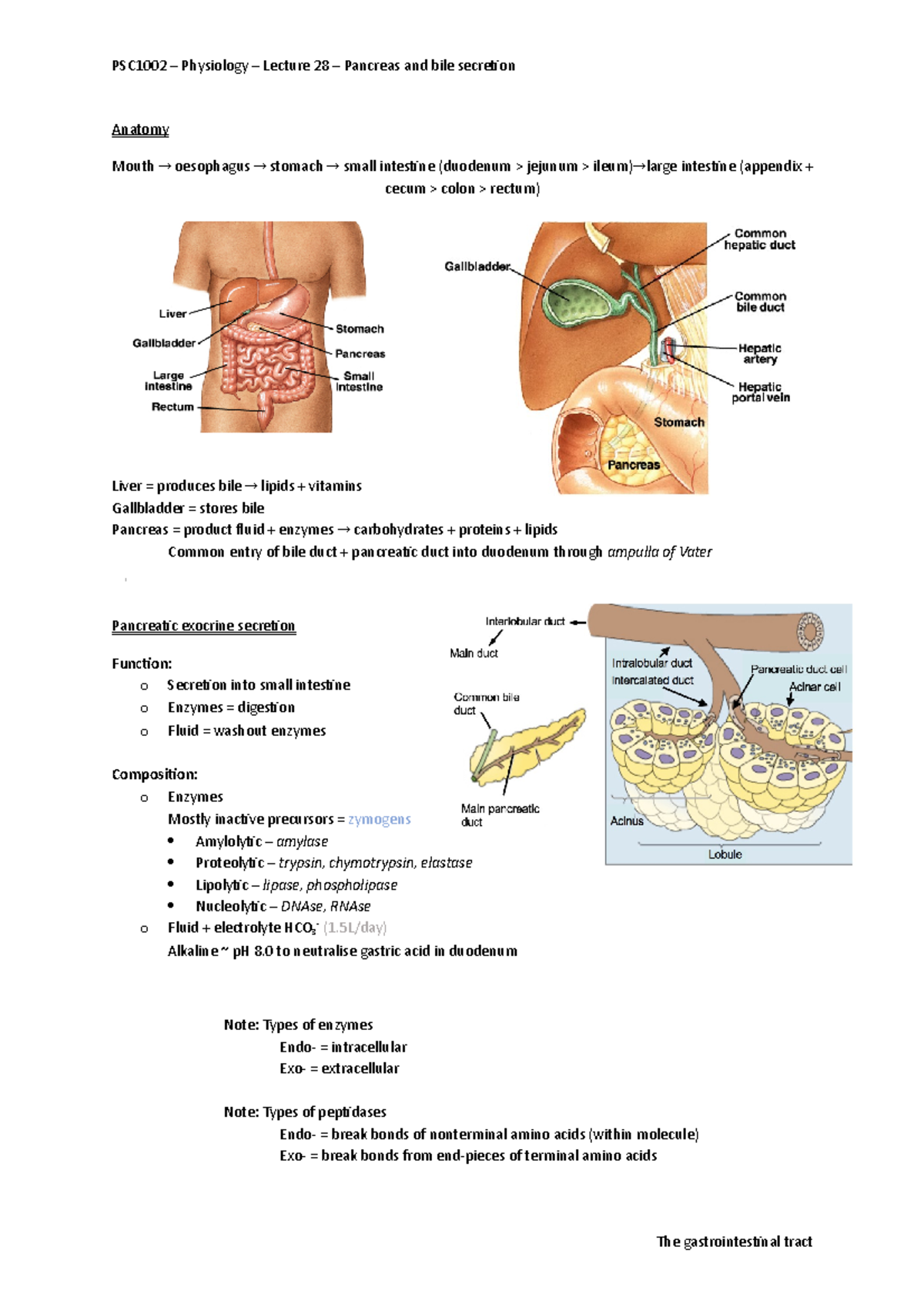 PSC1002:L28 - Lecture notes 28 - PSC1002 – Physiology – Lecture 28 ...