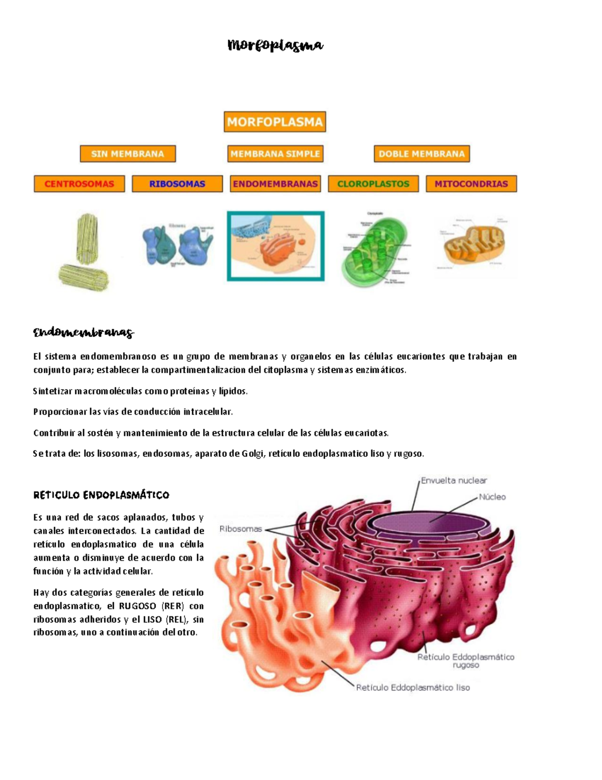 Endomembranas - Resumen Biología - Morfoplasma Endomembranas El sistema ...