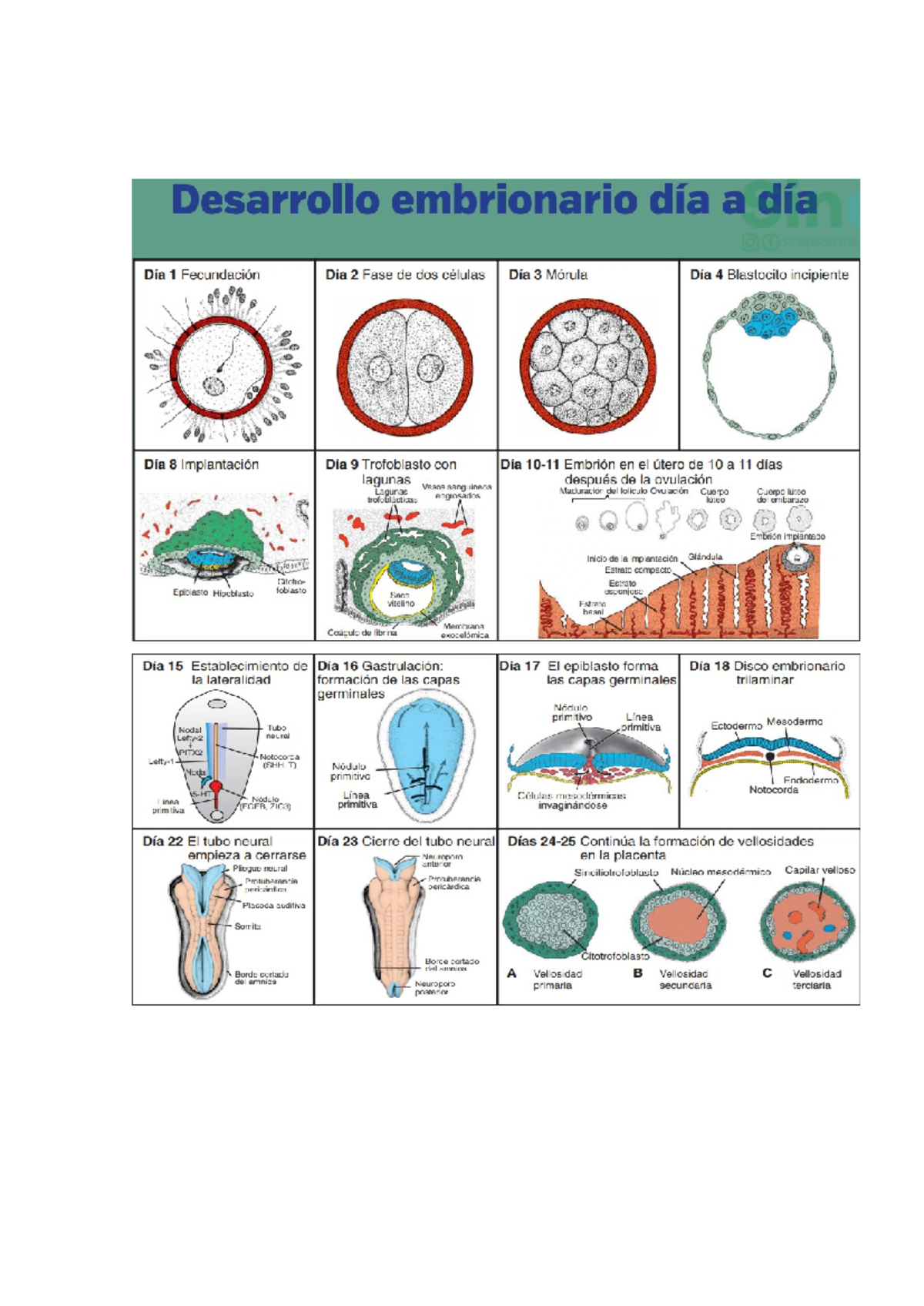 Atlas de Embriología - Desarrollo embrionario día a día Día 1 ...