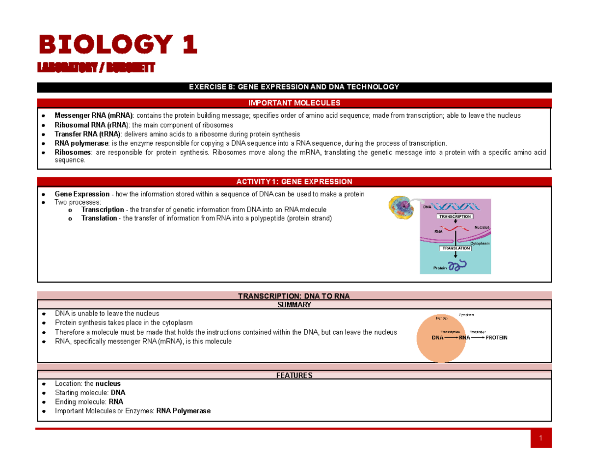 BIO1 LAB8 - EXERCISE 8: GENE EXPRESSION AND DNA TECHNOLOGY - BIOLOGY 1 LABORATORY / BURCHETT ...