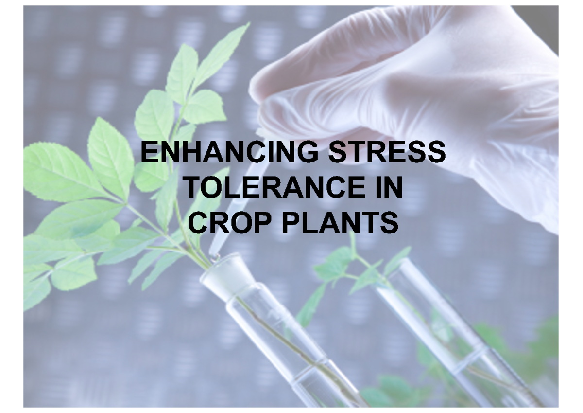 12. Stress tolerance Lecture 2024 - ENHANCING STRESS TOLERANCE IN CROP ...