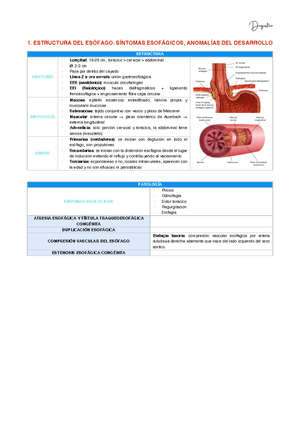 Digestivo - 1. ESTRUCTURA DEL ESÓFAGO. SÍNTOMAS ESOFÁGICOS, ANOMALÍAS ...