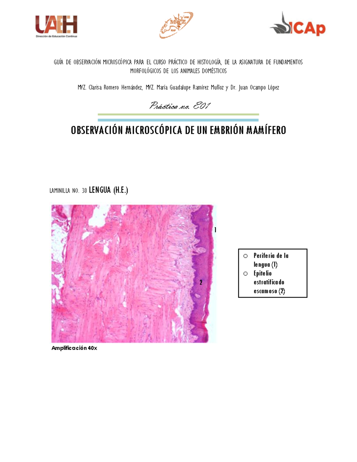E01 Observación microscópica de un embrión mamífero - GUÕA DE OBSERVACI”N MICROSC”PICA PARA EL ...