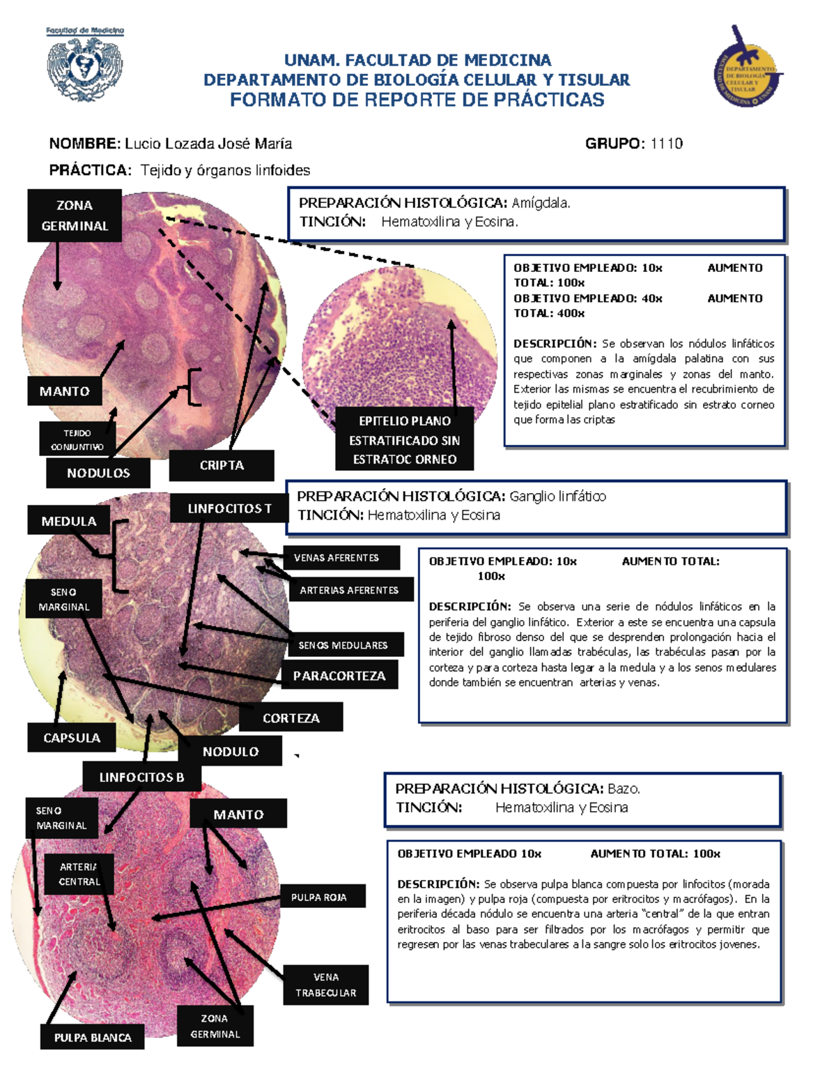 Cortes histológicos de sistema linfoide - UNAM. FACULTAD DE MEDICINA ...