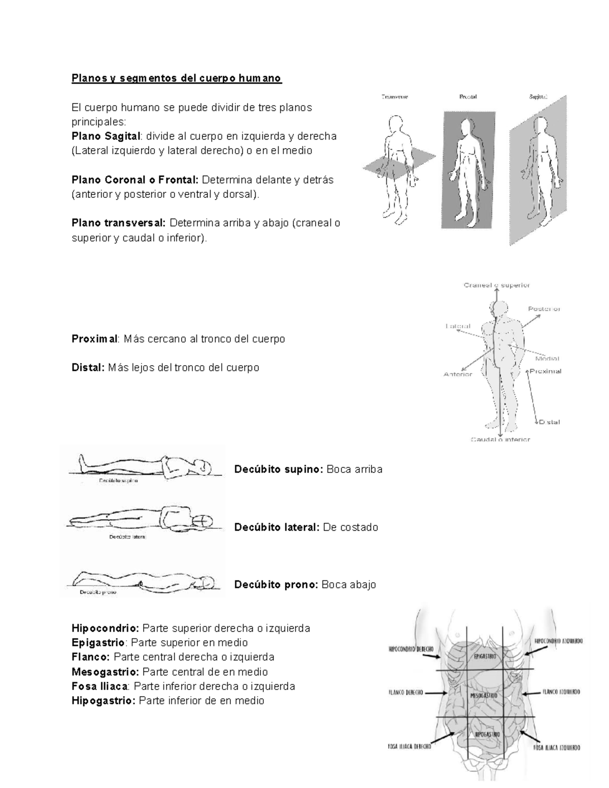 Planos y segmentos del cuerpo humano - Plano transversal: Determina ...