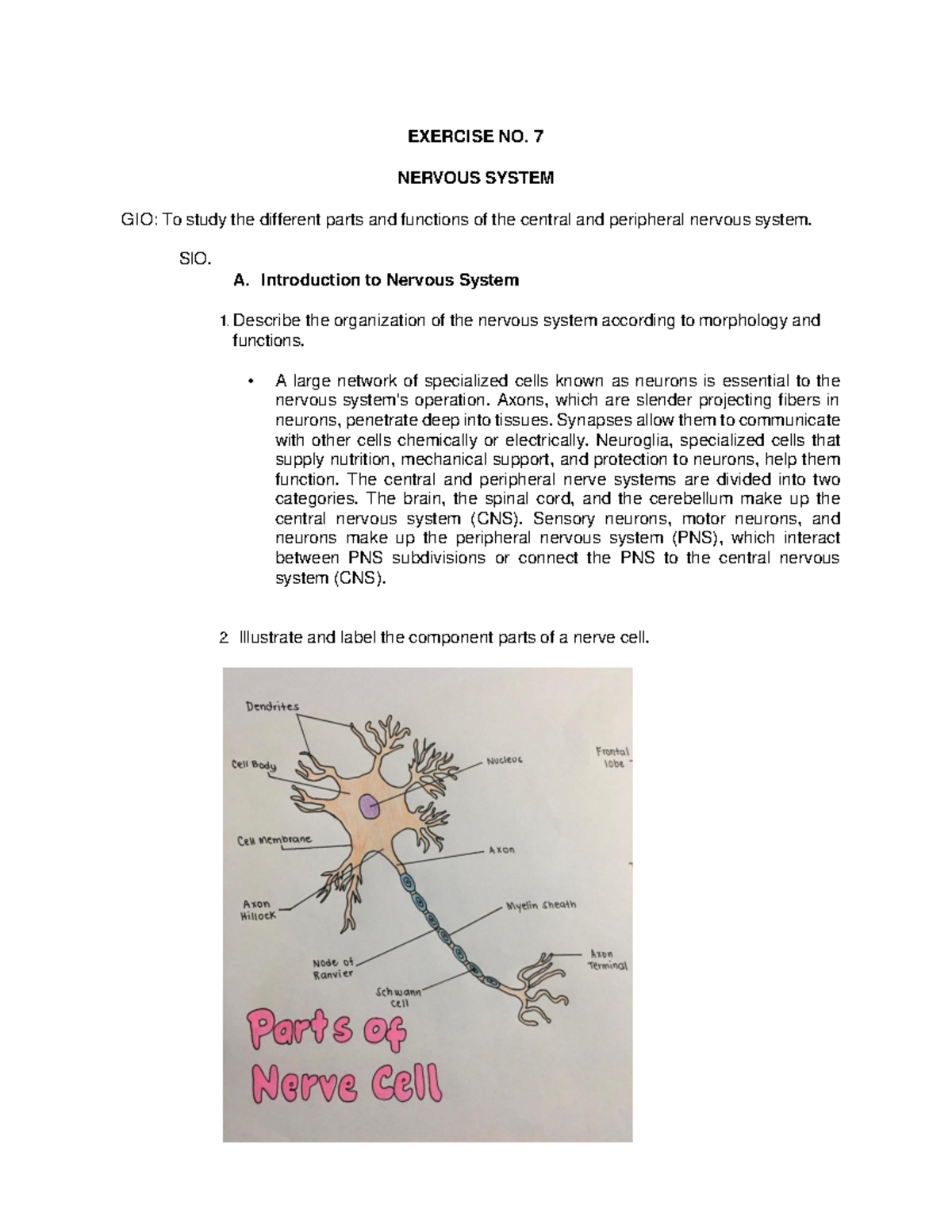 ( Anatomy & Physiology) Nervous System - EXERCISE NO. 7 NERVOUS SYSTEM ...