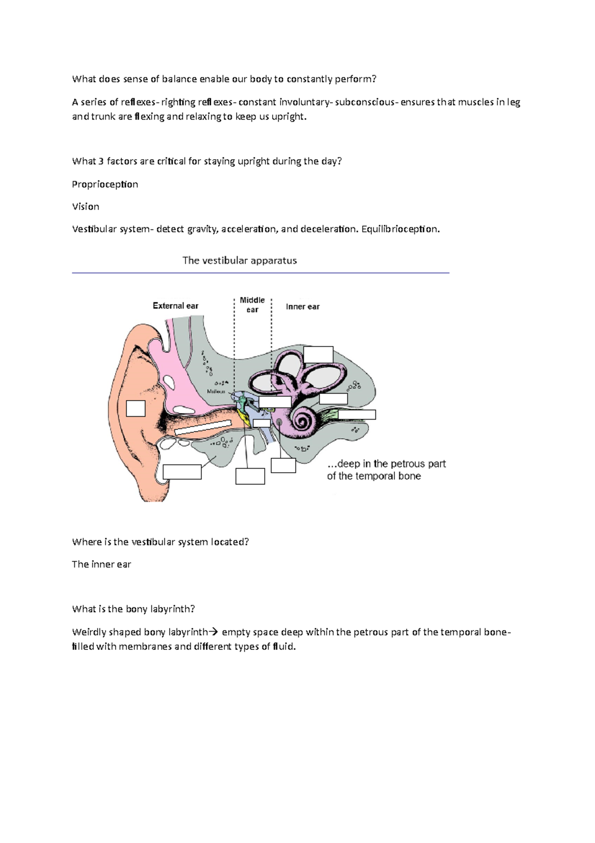 The vestibular System- Revision - What does sense of balance enable our ...