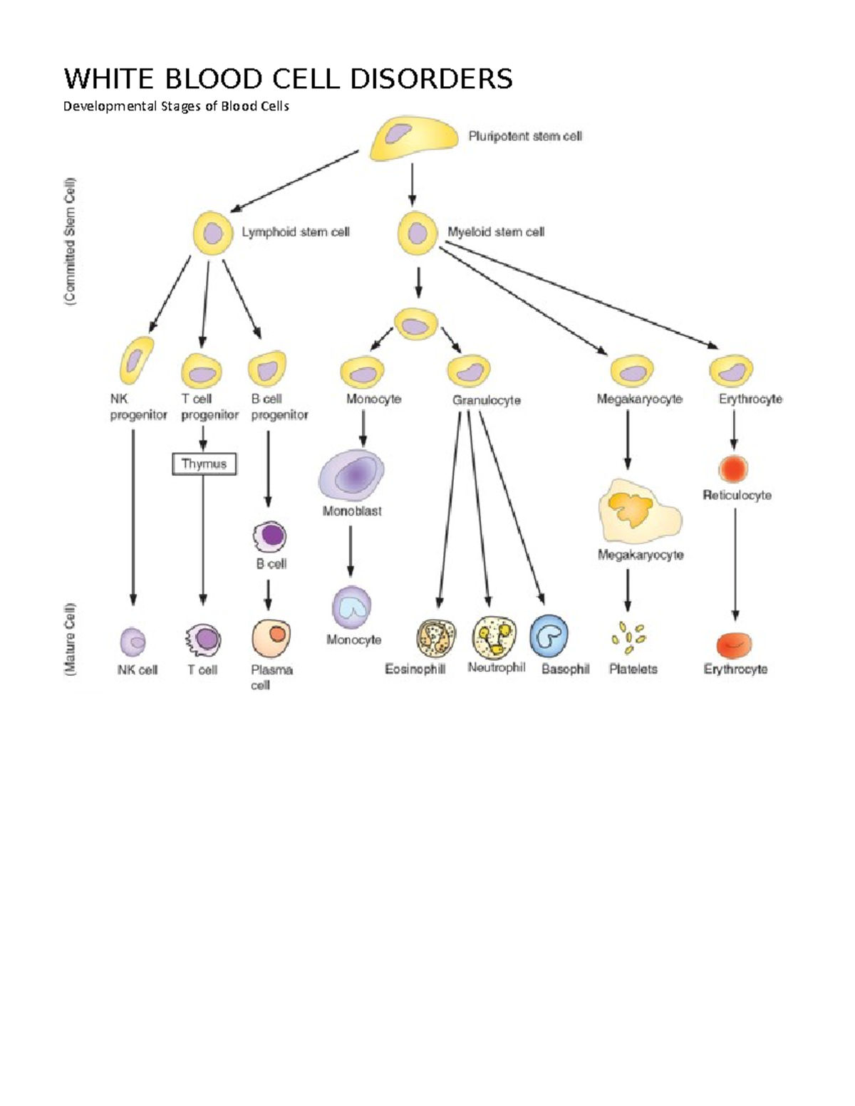 White Blood CELL Disorders - WHITE BLOOD CELL DISORDERS Developmental ...
