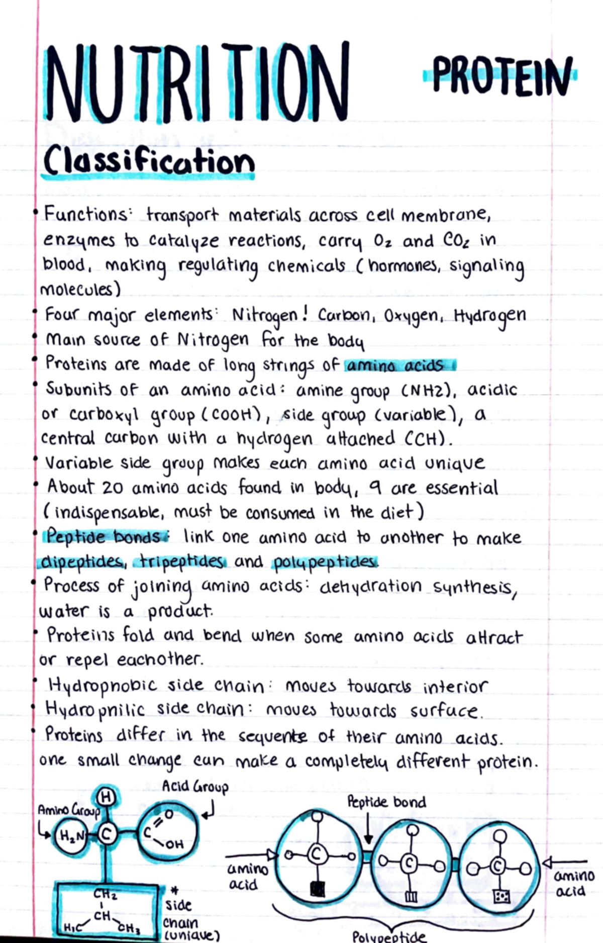 Protein - Lecture notes 5 - [PROlEl~f _Fuo,o_ns~ trans-port ooater~.s ...
