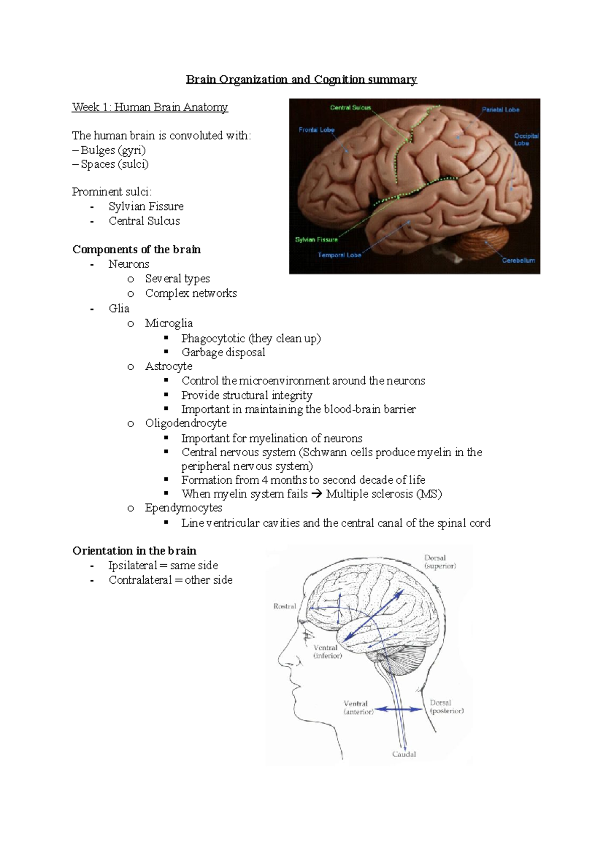 Brain organisation and cognition summary week 1 - Brain Organization ...